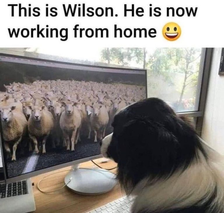 60 Work From Home Memes That Perfectly Capture the Remote Work Struggle ...